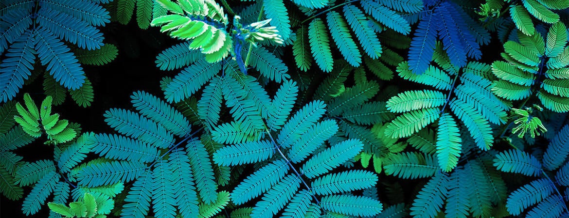 These Plants Grew in the Dark Without Sunlight. Here's How. | College ...