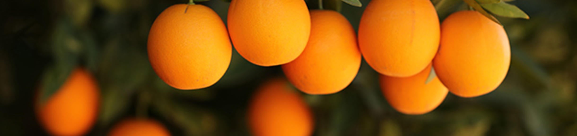 The Citrus Experiment Station | College of Natural & Agricultural Sciences