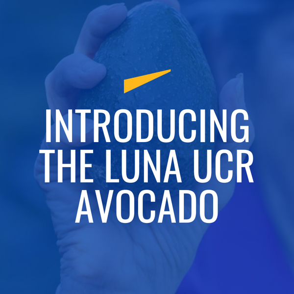 Introducing the Luna UCR Avocado | College of Natural & Agricultural ...