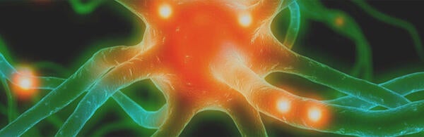 Undergraduate Majors Neuroscience Neuro Transmitters | College of ... Undergraduate Majors Neuroscience Neuro Transmitters | College of ...
