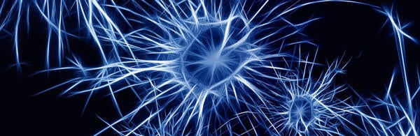 Undergraduate Majors Neuroscience Neurons | College of Natural ... Undergraduate Majors Neuroscience Neurons | College of Natural ...