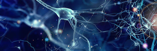 Undergraduate Majors Neuroscience Home - Neuro Cells | College of ... Undergraduate Majors Neuroscience Home - Neuro Cells | College of ...