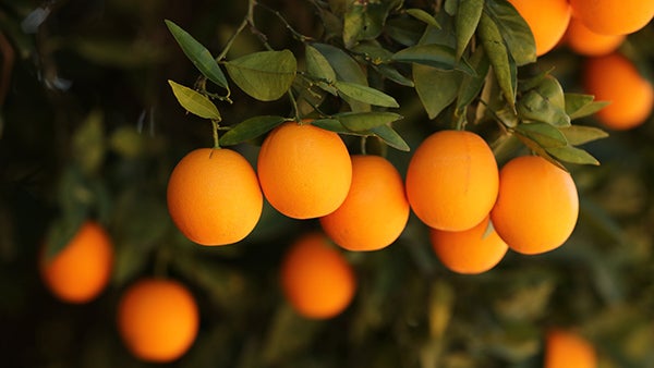 The Citrus Experiment Station | College of Natural & Agricultural Sciences